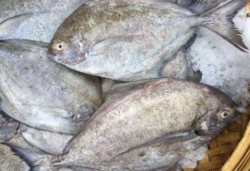 BLACK POMFRET - VINH PHAT FOOD JSC
