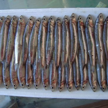 Products – VINH PHAT FOOD JSC