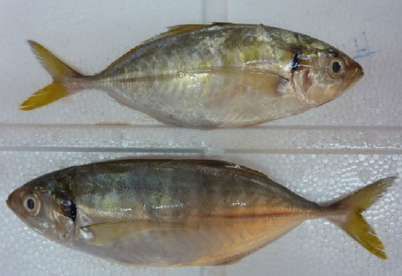 YELLOW TAIL SCAD - VINH PHAT FOOD JSC