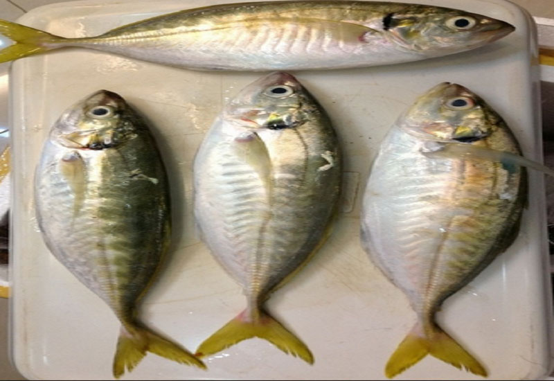 YELLOW TAIL SCAD – VINH PHAT FOOD JSC