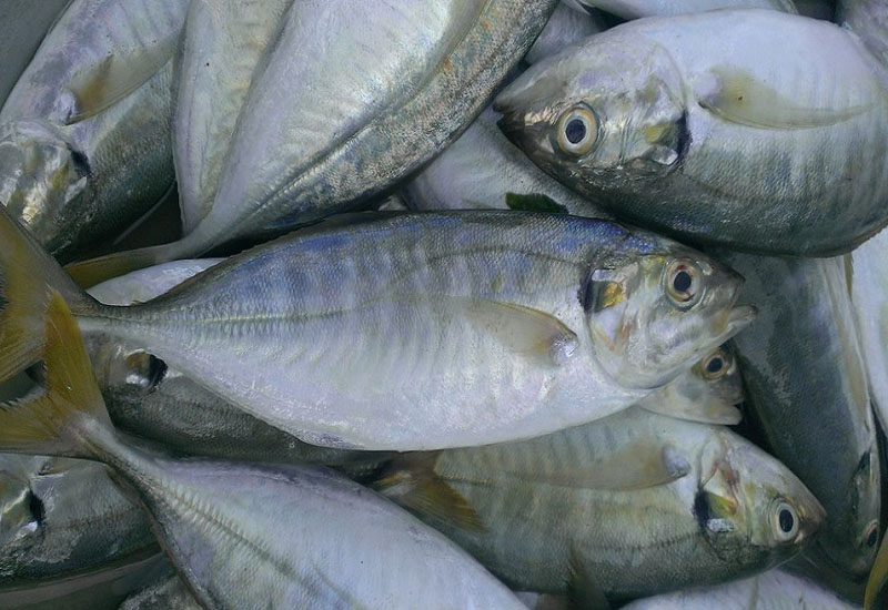 YELLOW TAIL SCAD - VINH PHAT FOOD JSC