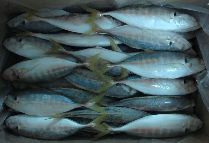YELLOW TAIL SCAD - VINH PHAT FOOD JSC