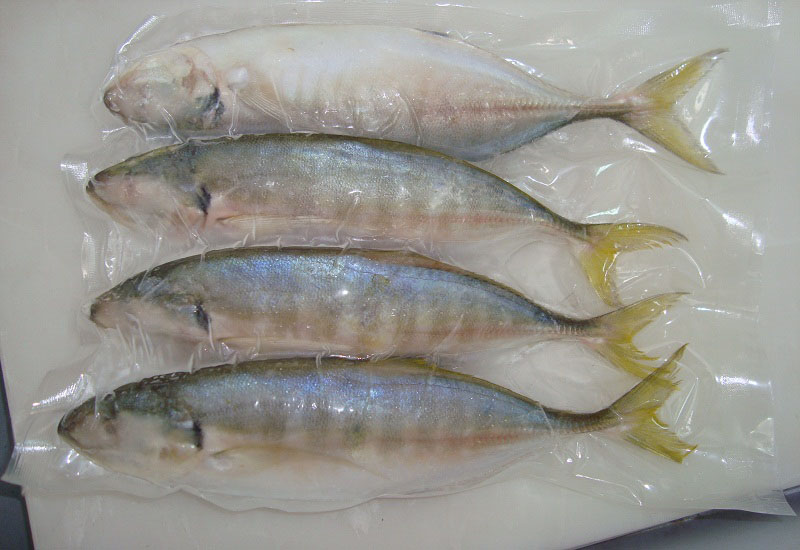 YELLOW TAIL SCAD – VINH PHAT FOOD JSC