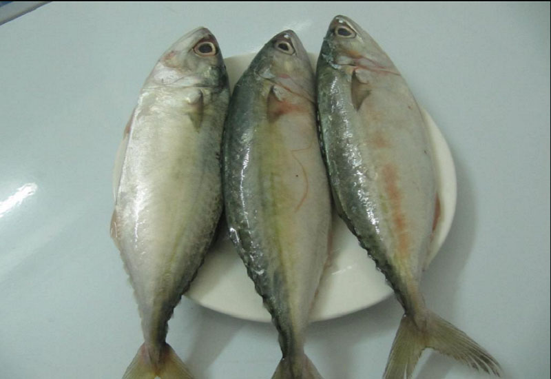 INDIAN MACKEREL – VINH PHAT FOOD JSC