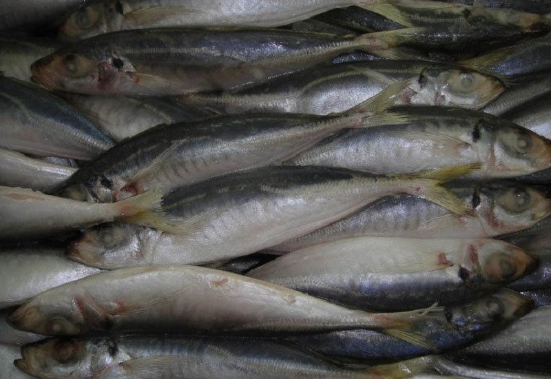 ROUND SCAD – VINH PHAT FOOD JSC