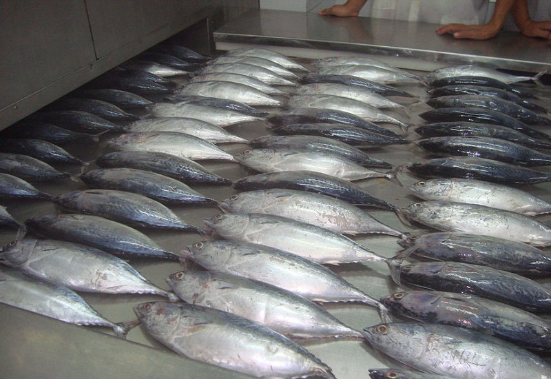 BULLET TUNA - VINH PHAT FOOD JSC