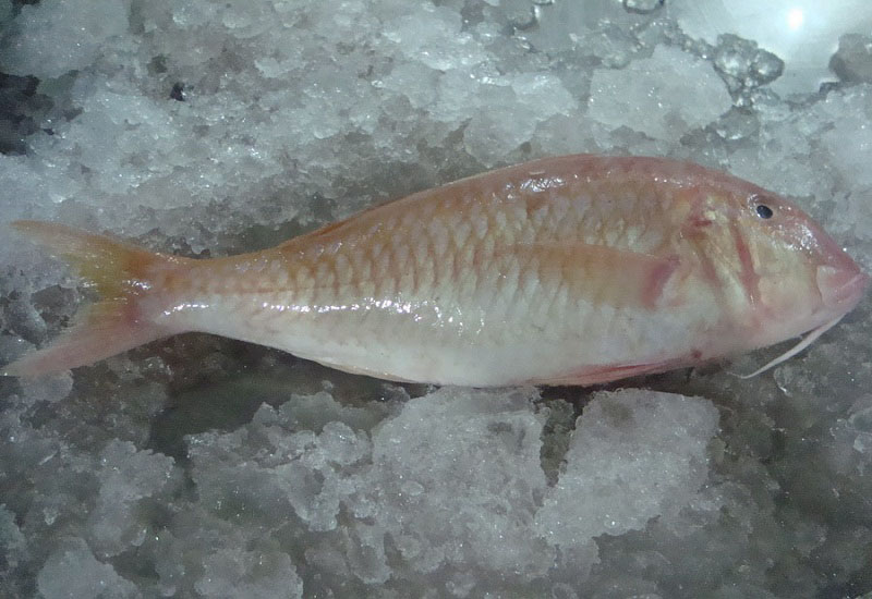 GOAT FISH – VINH PHAT FOOD JSC