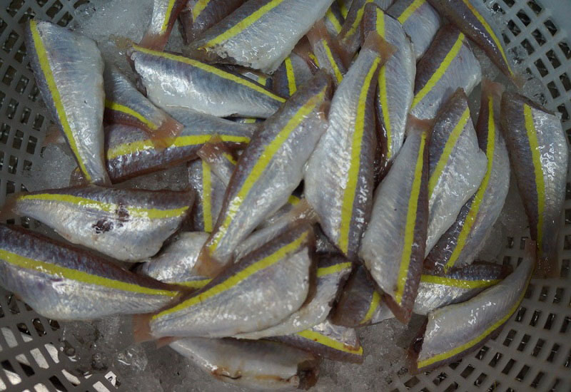 GOAT FISH – VINH PHAT FOOD JSC