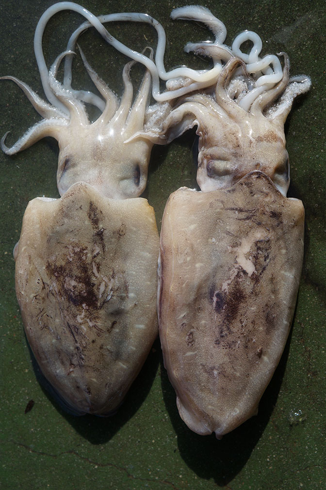 WHOLE CUTTLEFISH – VINH PHAT FOOD JSC