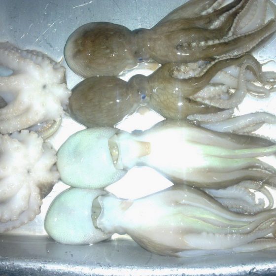 OCTOPUS CUT – VINH PHAT FOOD JSC