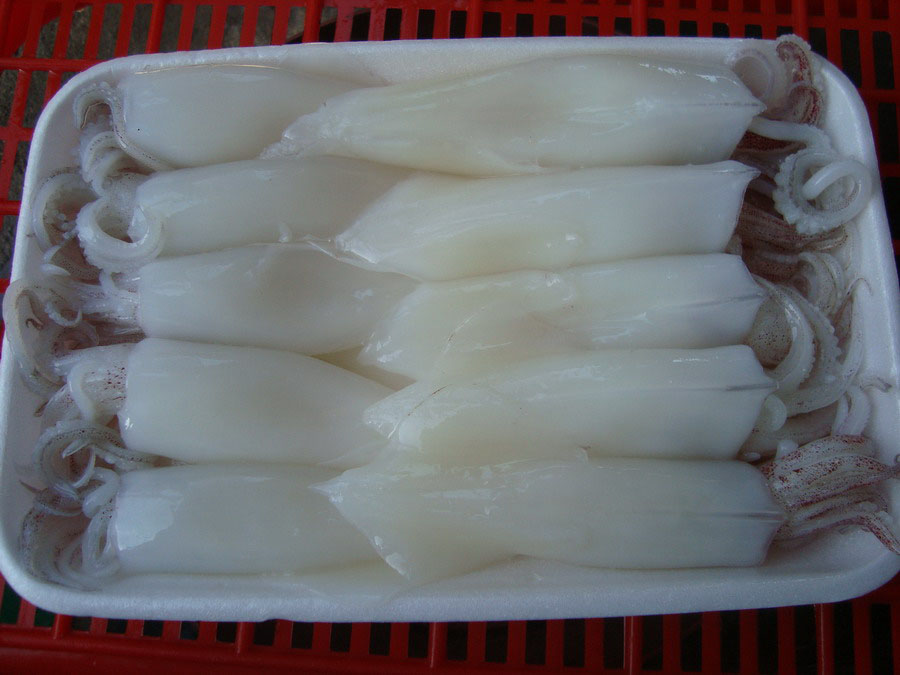 WHOLE SQUID – VINH PHAT FOOD JSC